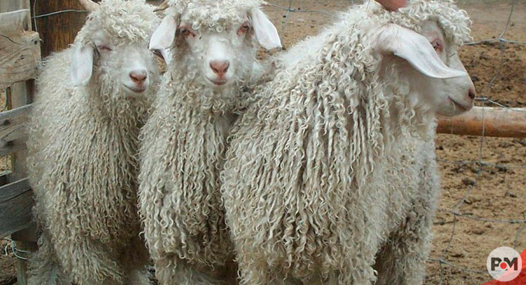 Maltratan cabras para hacer bufandas - Punto Medio