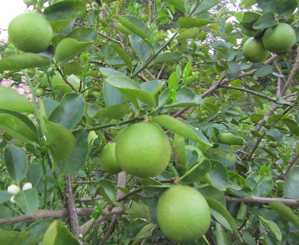 Destacan bondades del limón persa; invitan a productores a curso de ...