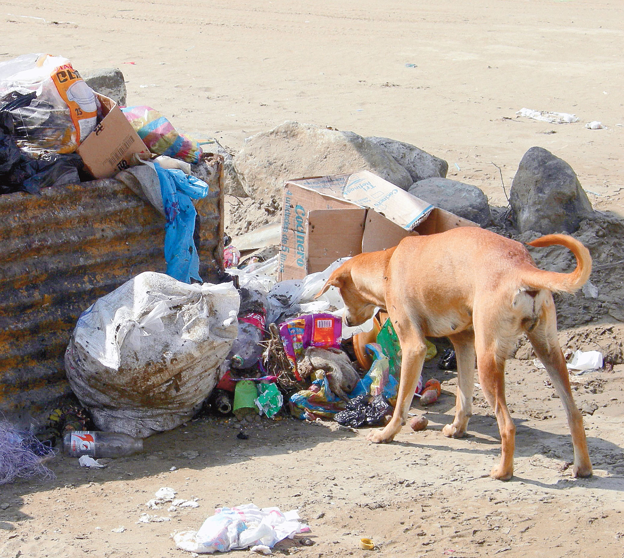 Hacen Un Llamado De Atención Para Atender Problema De Perros Callejeros
