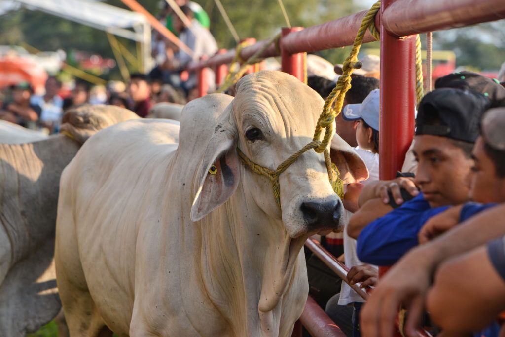 Investigan posible venta de novillonas - Punto Medio