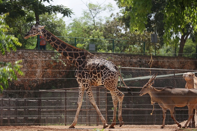 Zoológicos de Mérida, con nuevos animales tras intercambios