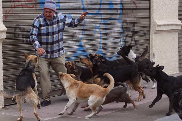 Incrementan los casos de ataques de animales - Punto Medio