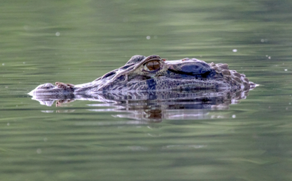 Caimanes son captados transitando por las calles de la ciudad (VIDEO ...