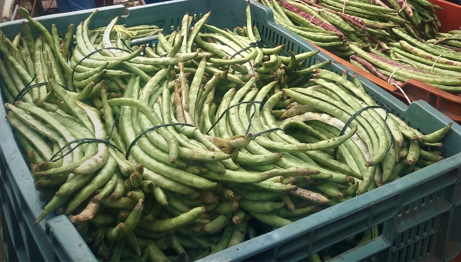 Por su precio, el espelón es ideal para tradicional platillo - Punto Medio