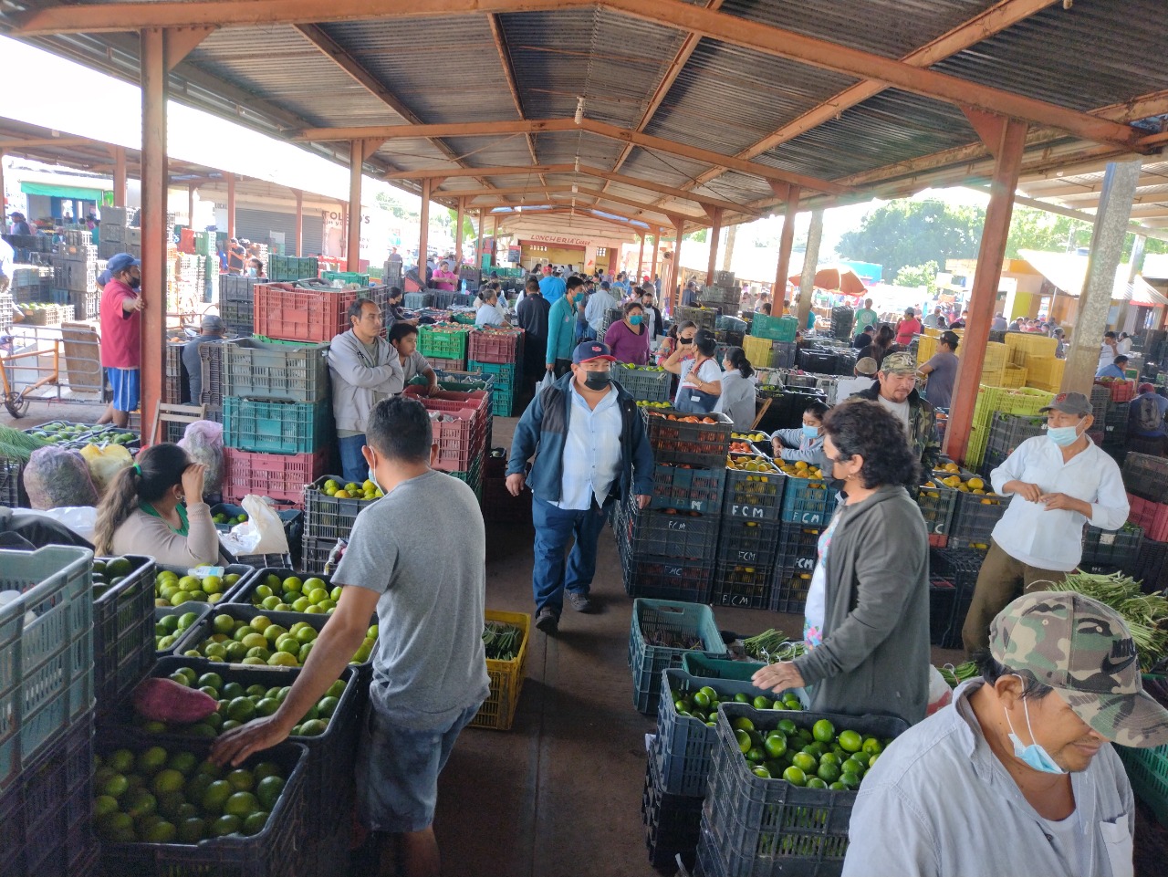Alcanza la lima agria el precio del limón persa; tiene demanda - Punto ...