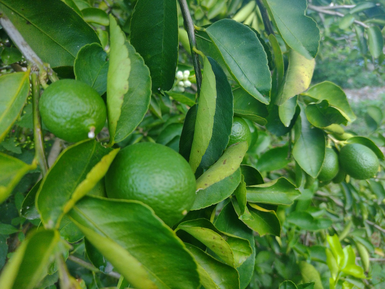 Reportan escasez del injerto de limón persa por alta demanda - Punto Medio