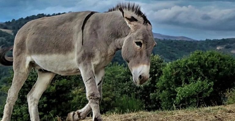 Aseguran 7 mil penes de burro para exportación a China - Punto Medio