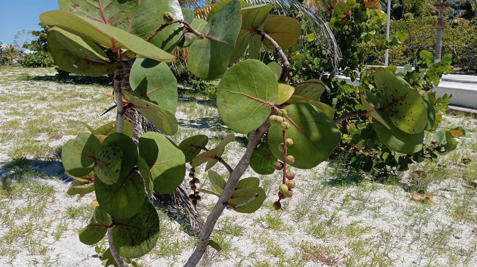 Uva de playa prolifera en el Malecón Internacional - Punto Medio