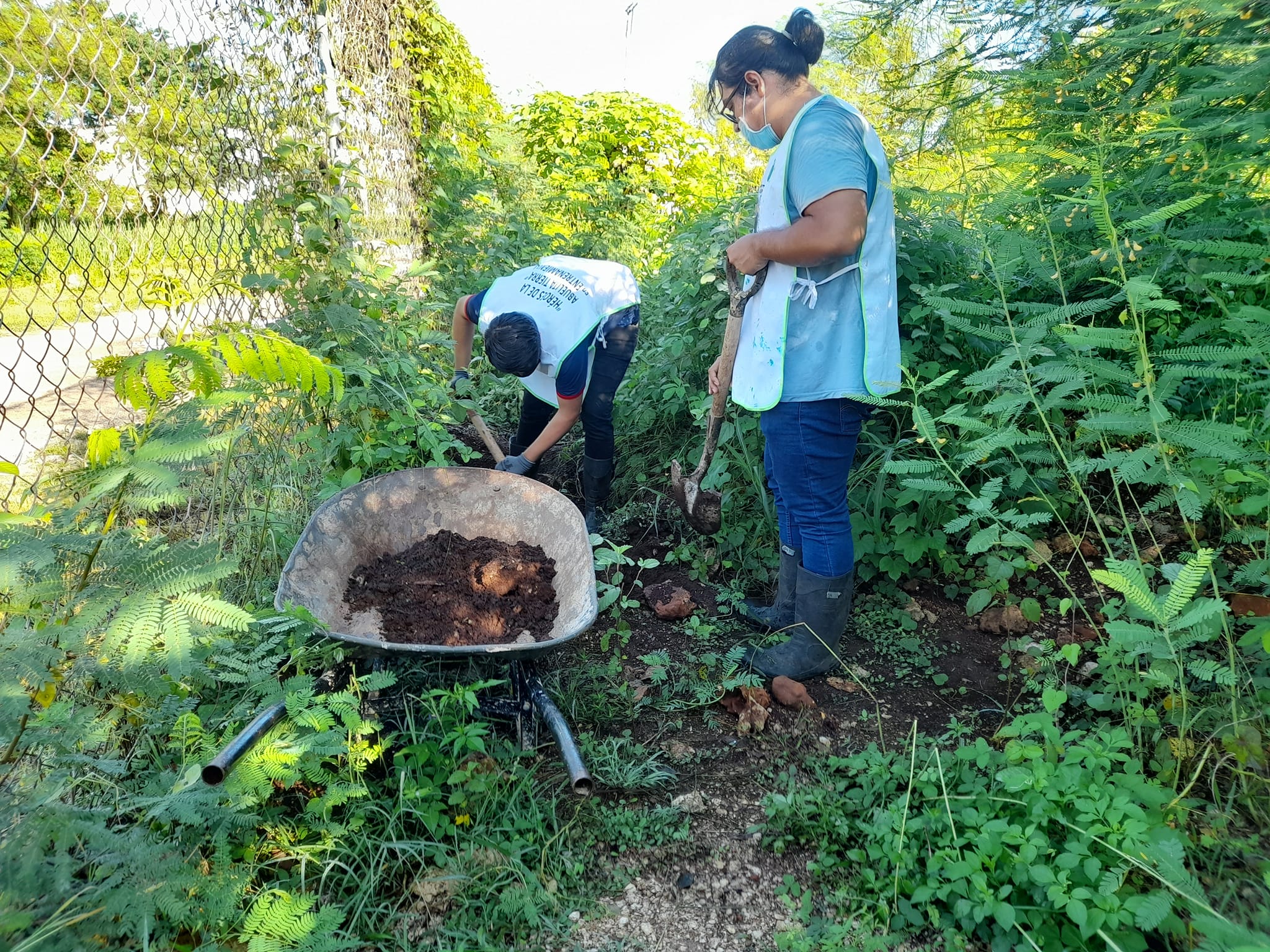 Herbolaria maya: conozca las propiedades curativas de 10 plantas ...
