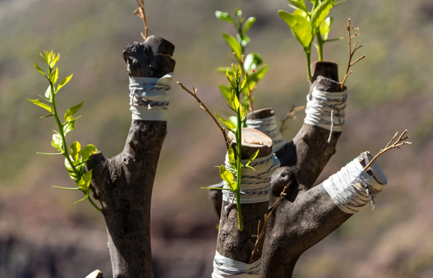 La primavera, periodo ideal para realizar un injerto de limón - Punto Medio