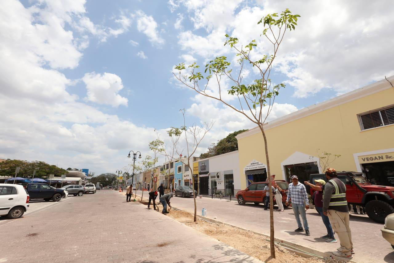 Continúa la plantación de maculís en el Corredor Turístico y ...