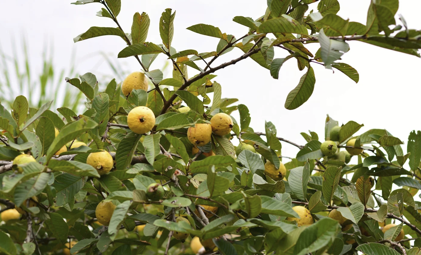 Conoce los beneficios naturales y medicinales de las hojas de guayaba ...